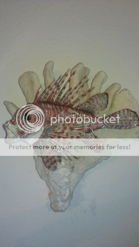 DIY lionfish mount | Reef2Reef
